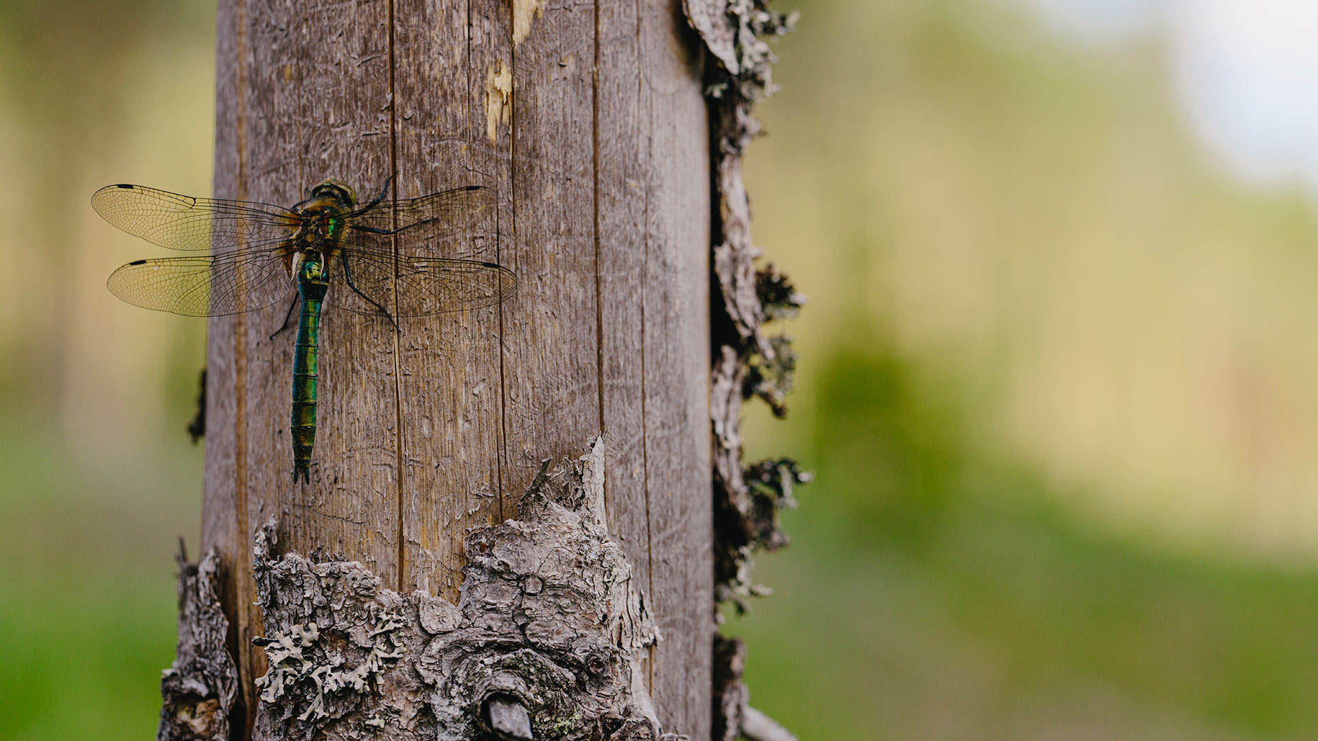 Forest campaigns and constructive dialogue | UPM Biofuels