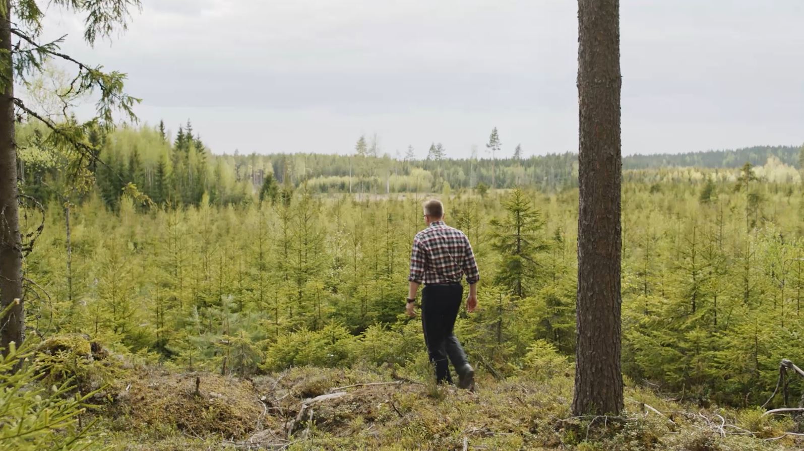 Forest Action: Carbon sink calculations in UPM forests in Finland | UPM ...
