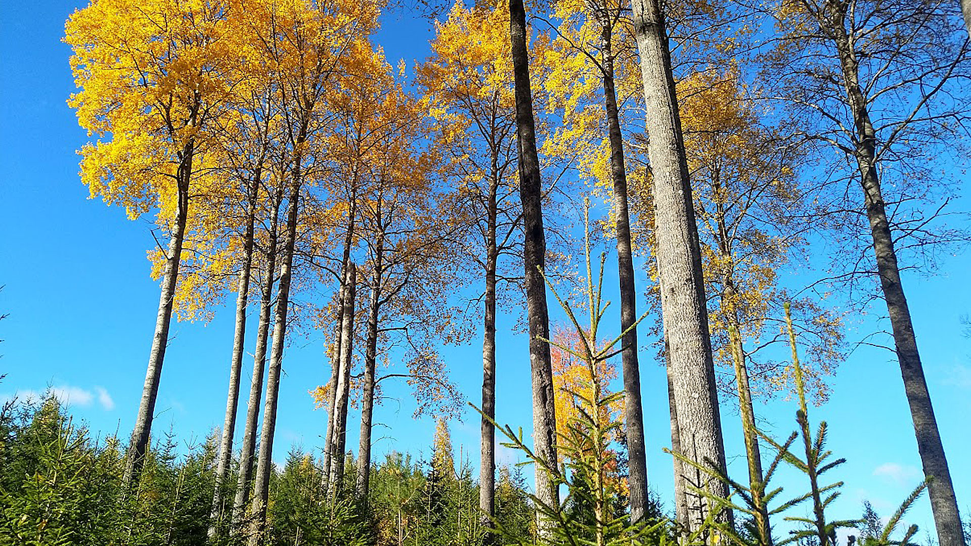 Ecological forest management measures are paying off for the species ...